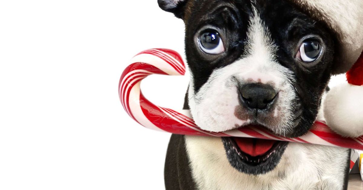 Sinossi e Casting Mamma ho perso il cane Commedia 1 min 2013 | TIMVISION